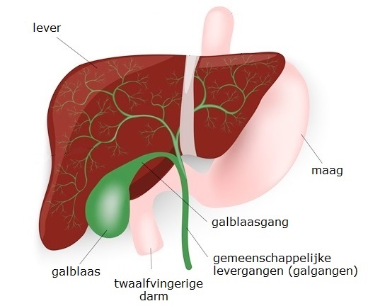 Slingeland Ziekenhuis - patiëntfolder: Galblaasverwijdering