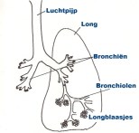 Slingeland Ziekenhuis - patiëntfolder: Bronchiolitis bij kinderen